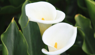 Crested Euphorbia Plant Care & Growing Guide - Hobby Plants