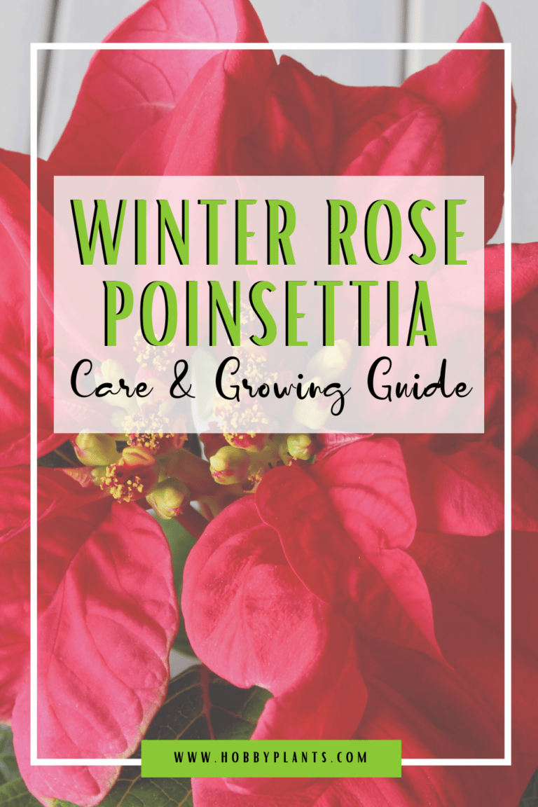 Winter Rose Poinsettia Care & Growing Guide - Hobby Plants