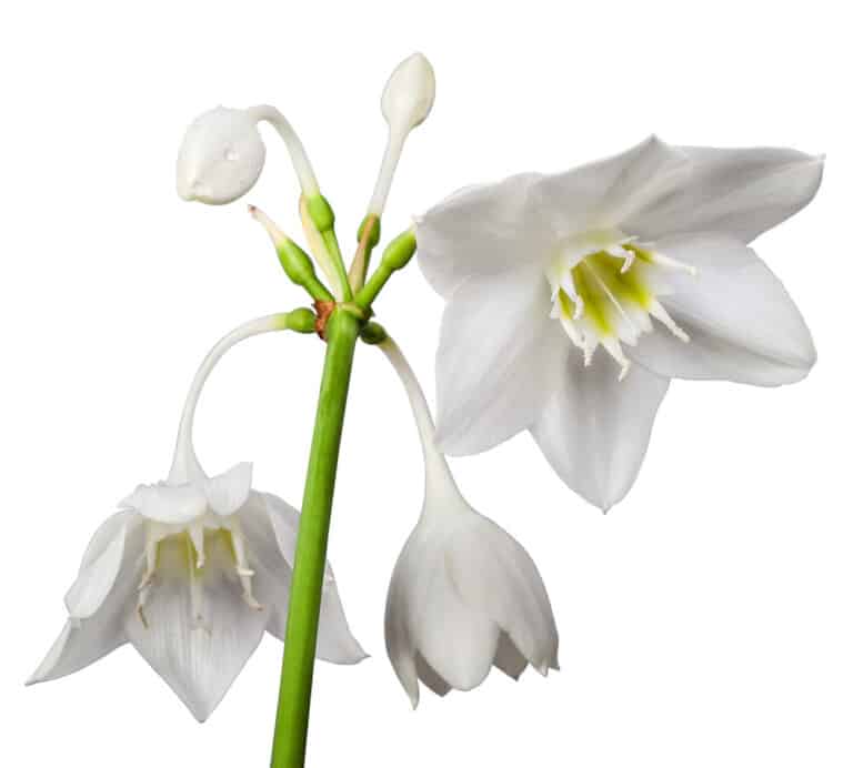 Amazon Lily Care & Growing guide