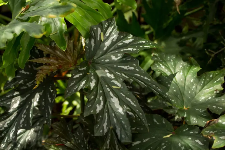 Angel Wing Begonia Care & Growing Guide