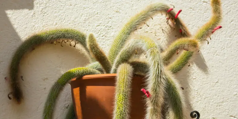 Free Monkey Tail Cactus Care & Plant Growing Guide