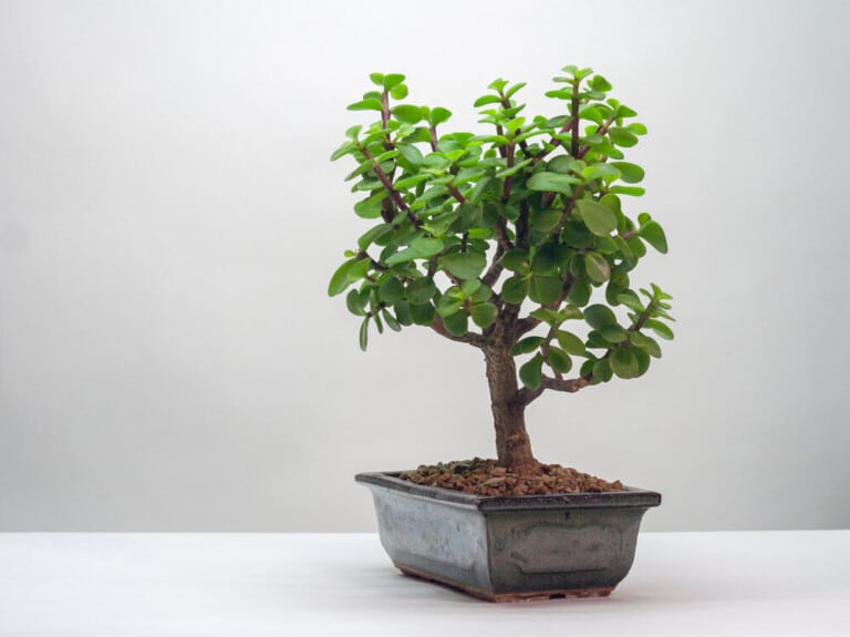 Elephant Bush (Portulacaria Afra) Care & Growing Guide