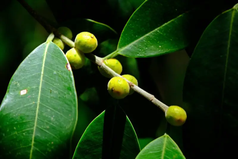 Ficus Alii: Plant Care & Growing Guide