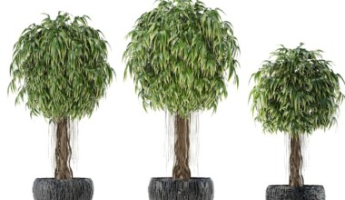 Pachypodium (Madagascar Palm) Care & Growing Guide - Hobby Plants