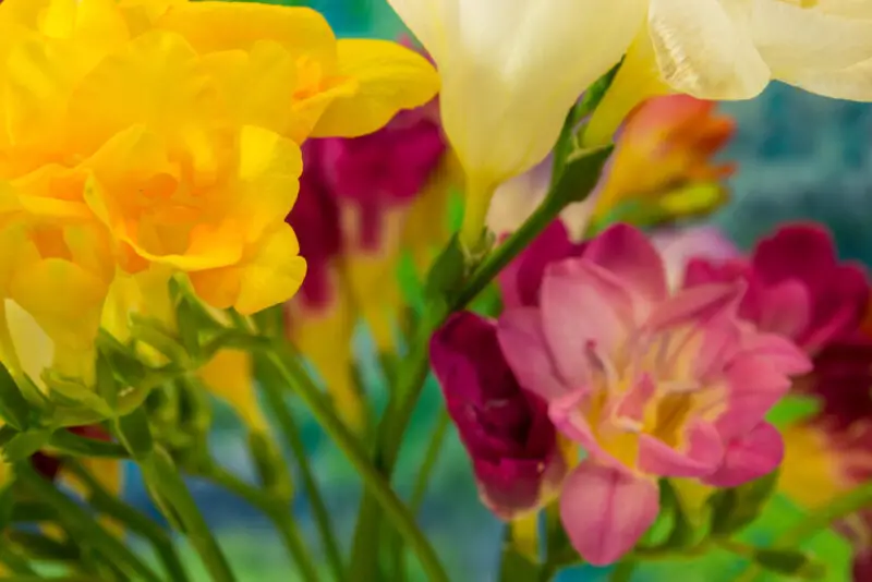 Freesia Plant Care & Growing Guide