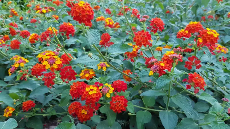 Lantana Plant Care & Growing Guide
