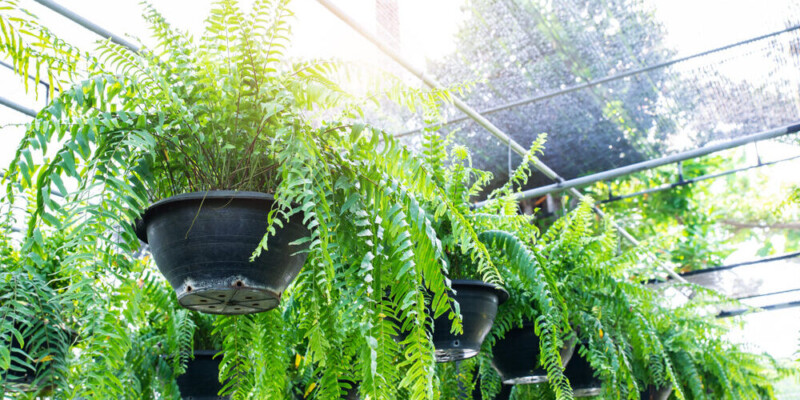 Macho Fern (Nephrolepis biserrata) Care & Growing Guide