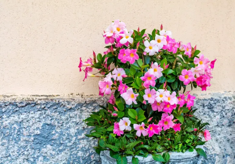 Mandevilla Plant Care & Growing Guide
