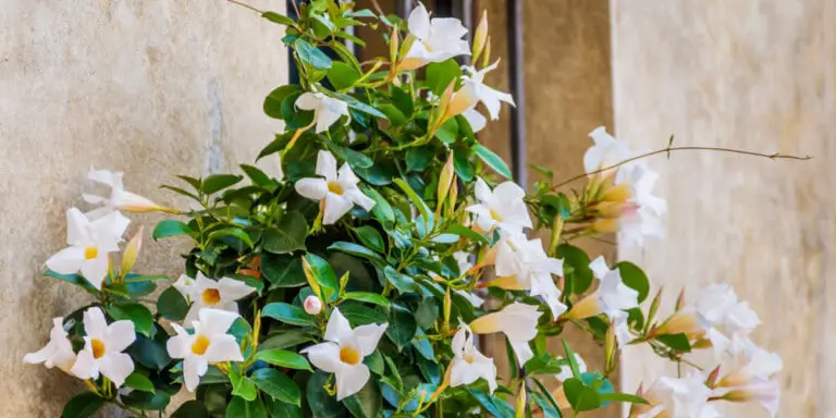 Mandevilla Plant Care & Growing Guide