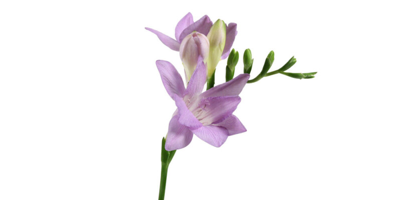Freesia Plant Care & Growing Guide