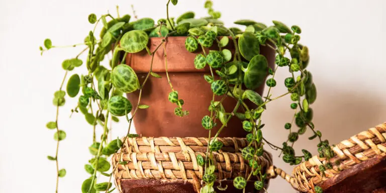 String of Turtles (Peperomia prostrata) Care & Growing Guide