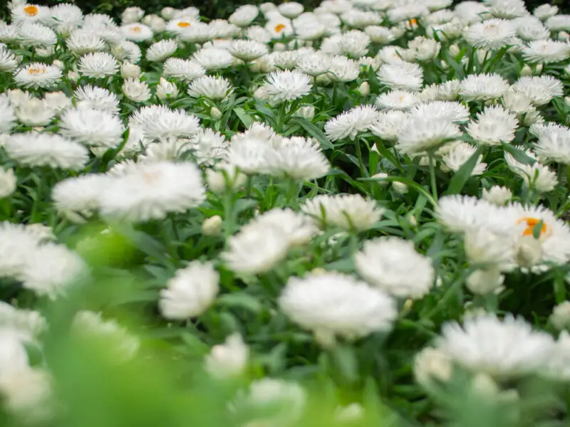 Strawflower Care & Growing Guide