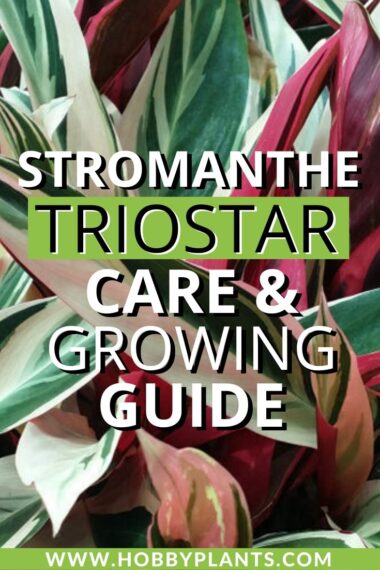 Stromanthe Triostar Care & Growing Guide