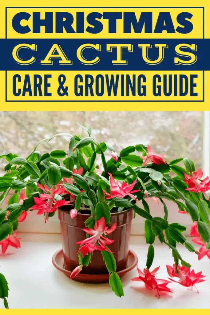 Christmas Cactus Care & Growing Guide