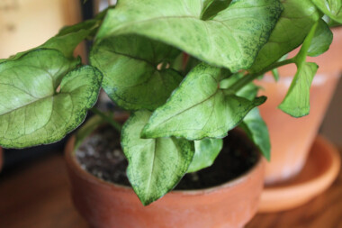 Yellow Arrowhead Plant Leaves - Reasons & Treatments