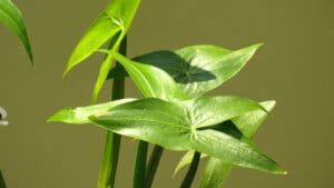 8 Poisonous Houseplants that Are Dangerous for Children and Pets