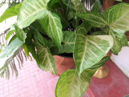 Yellow Arrowhead Plant Leaves - Reasons & Treatments