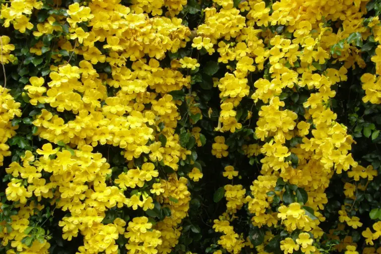 Cat’s Claw Plant Care and Growing Guide