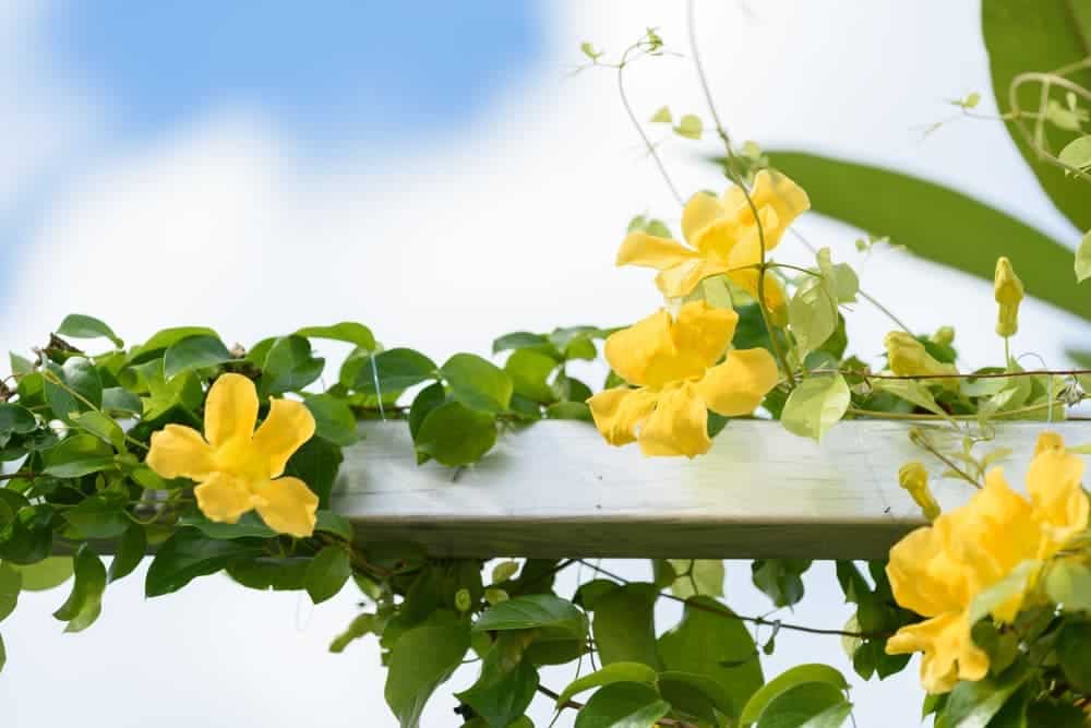 Cat’s Claw Plant Care and Growing Guide