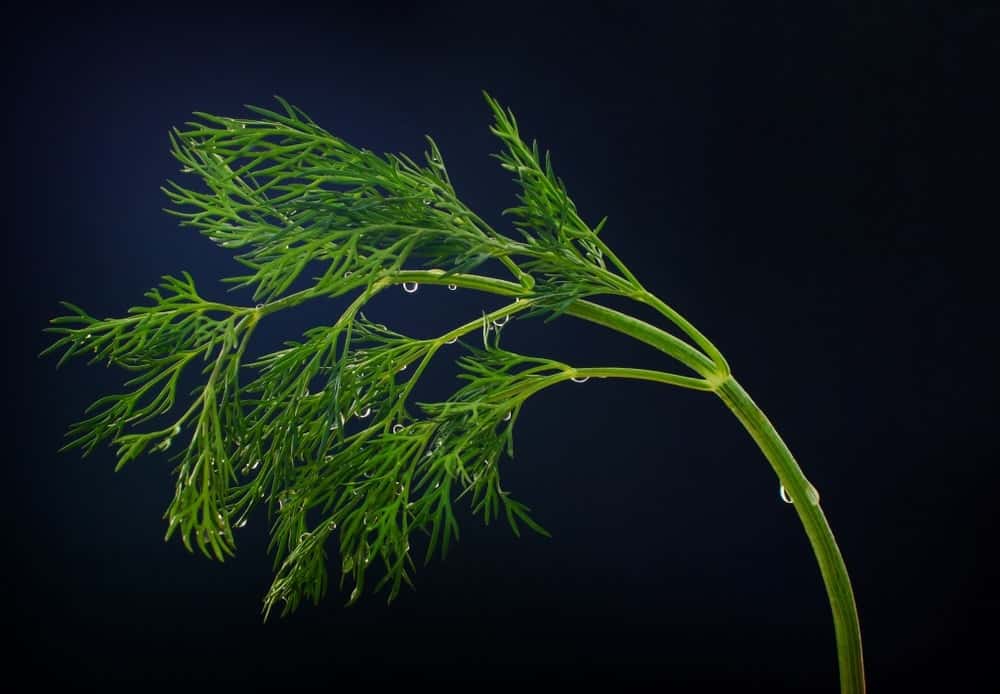 Dill - Planting, Growing, and Harvesting