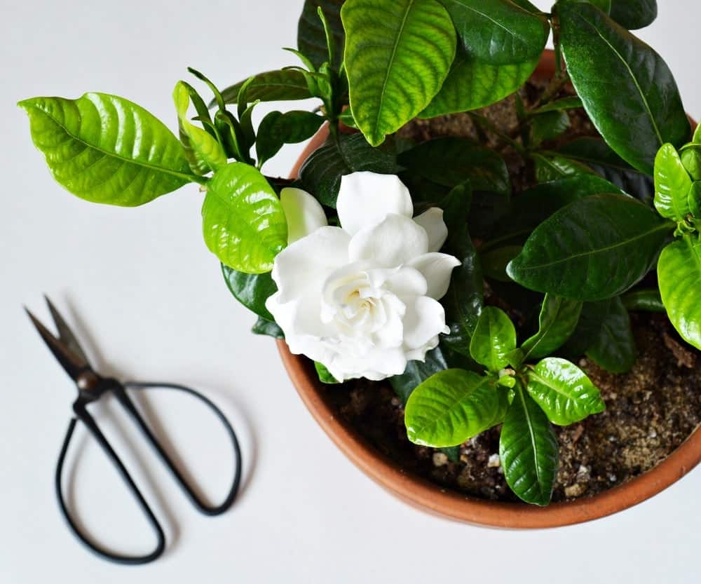 Gardenia Plant Care Growing Guide Gardenia Plant Care Growing Guide