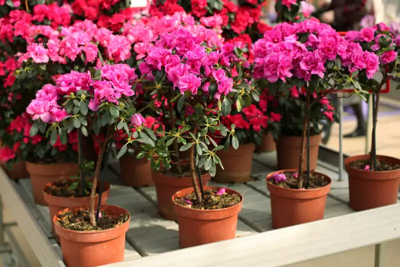 How to Transplant & Move an Azalea Bush