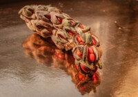 How to Grow And Care For A Magnolia Tree From A Seedling