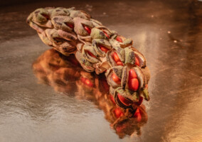 How to Grow And Care For A Magnolia Tree From A Seedling