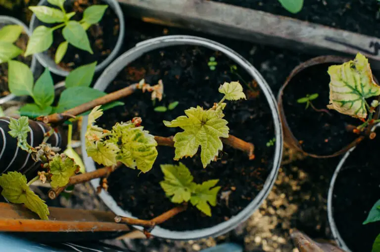 How to Grow Grapes in Containers or Pots