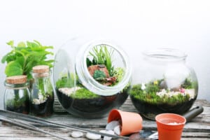 How to Grow Moss Indoors