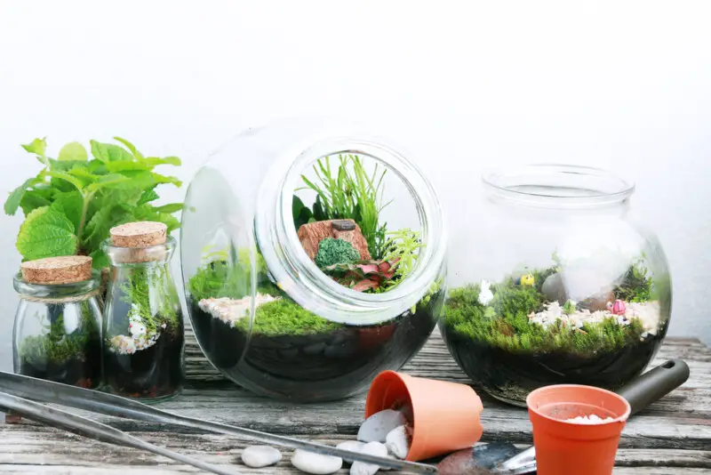 How to Grow Moss Indoors