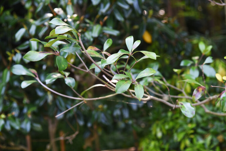 Japanese Cleyera Plant Care & Growing Guide