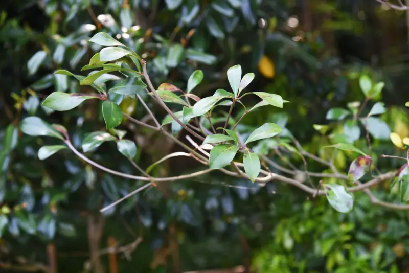 Japanese Cleyera Plant Care & Growing Guide