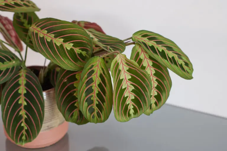 Maranta Plant Care & Growing Guide