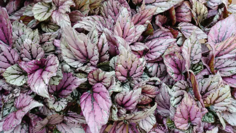 10 Best High Humidity Plants for Your Bathroom