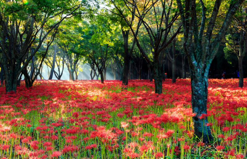 Spider Lily: Plant Care & Growing Guide