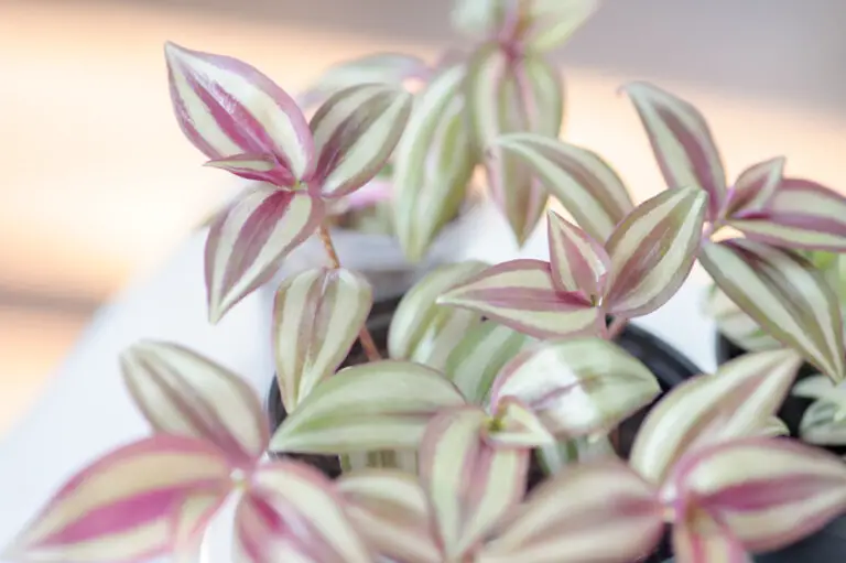 10 Best High Humidity Plants for Your Bathroom