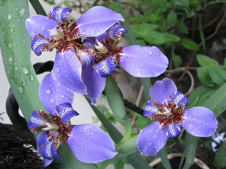Walking Iris Plant Care & Growing Guide