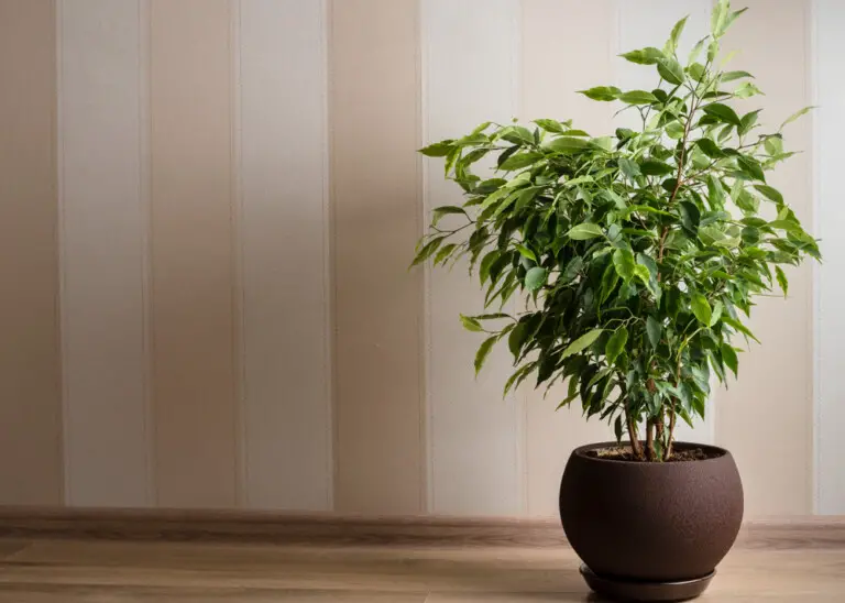 10 Best High Humidity Plants for Your Bathroom