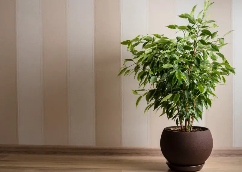 10 Best High Humidity Plants for Your Bathroom