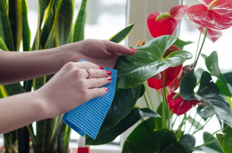 How to Clean Your Houseplants