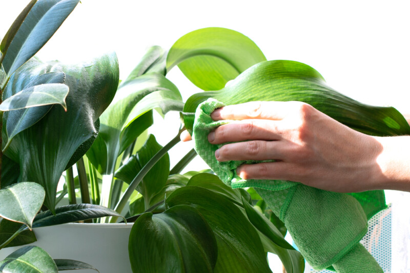 How to Debug Plants Before Bringing Them Indoors