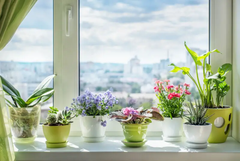 Direct vs. Indirect Light: Find the Right Sunlight Levels for Plants