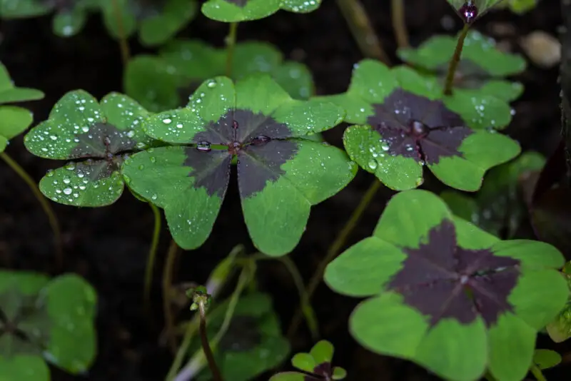 Oxalis Plant Care & Growing Guide