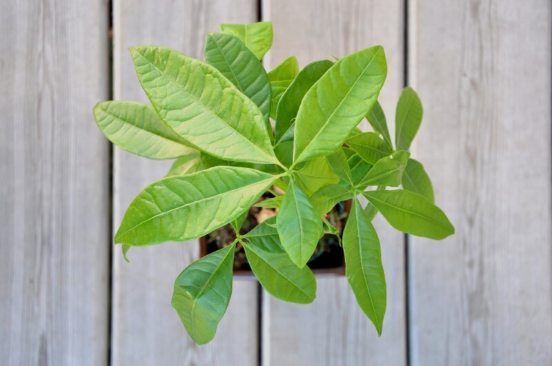 Yellow Money Tree Leaves - Reasons & Treatments