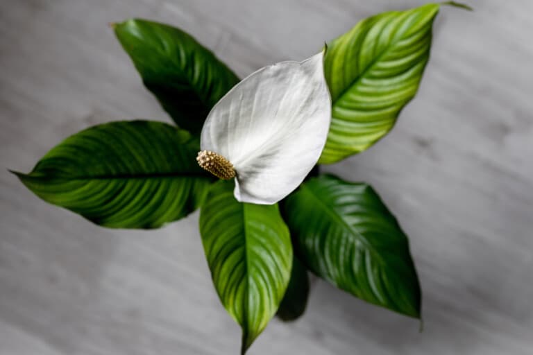 10 Best High Humidity Plants for Your Bathroom