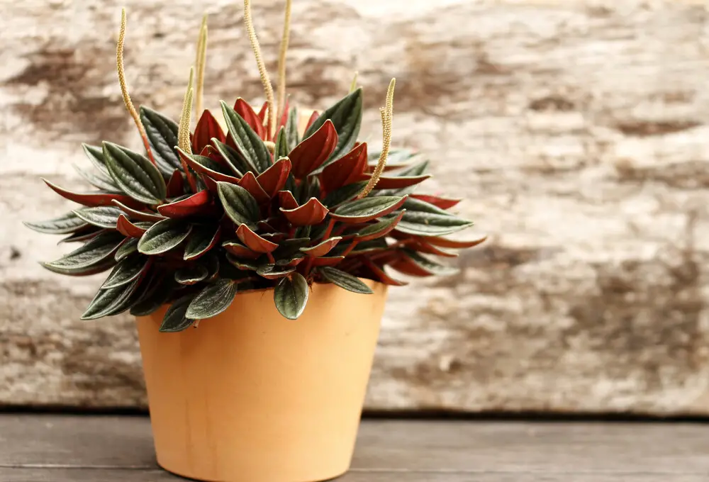 Peperomia Plant Care & Growing Guide - Hobby Plants