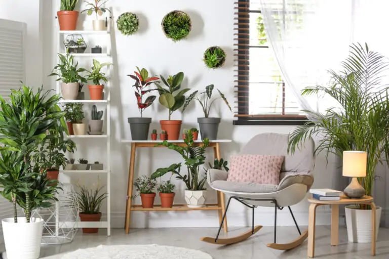 11 Benefits of Having Houseplants in Your Home