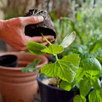 Direct vs Indirect Light: Which Is the Right Sunlight Level for Your ...