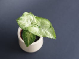Syngonium: Plant Care and Growing Guide